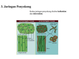 TP 3 Fase F ORGANISASI TUMBUHAN_ SEL, JARINGAN DAN ORGAN.ppt