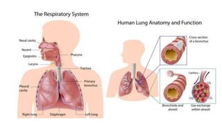 Prone Positioning on PARDS | PPT