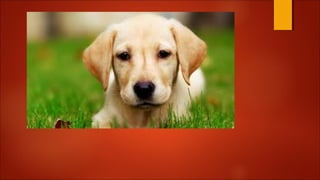 Tpd2018 lesson 4 - secondary - arroyo | PPT