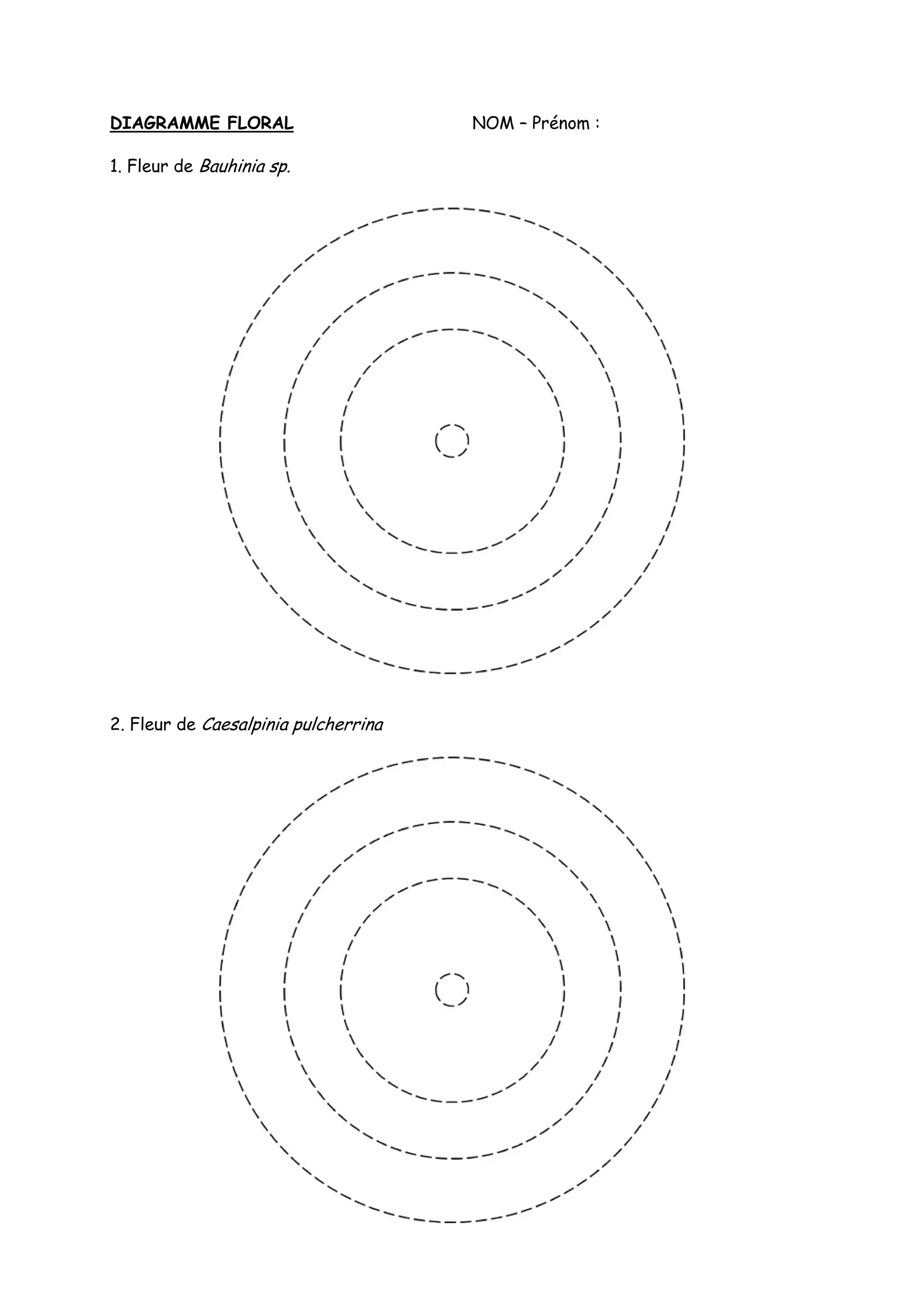 Tp diagramme floral | PDF
