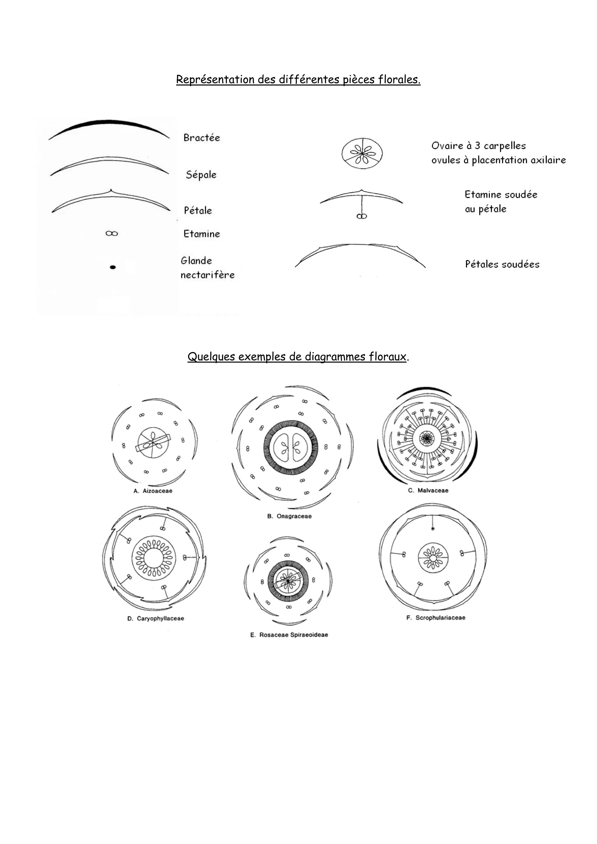 Tp diagramme floral | PDF