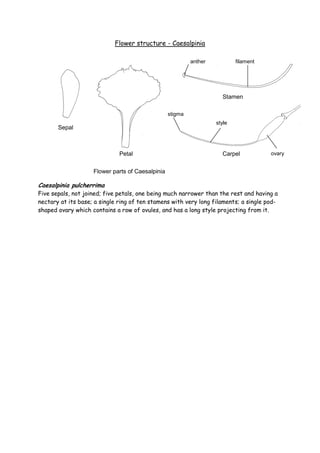 Tp diagramme floral | PDF