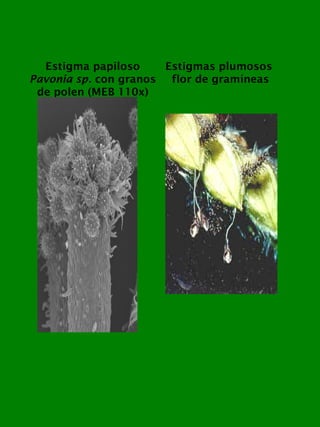 Tp flor.ppt2