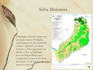 Selva Misionera - Ambiente e impacto ambiental | PPT