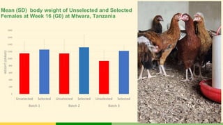 Tropical Poultry Genetic Solutions (TPGS): Delivering farmer preferred ...