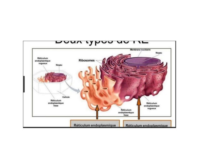 Reticulum Endoplasmique