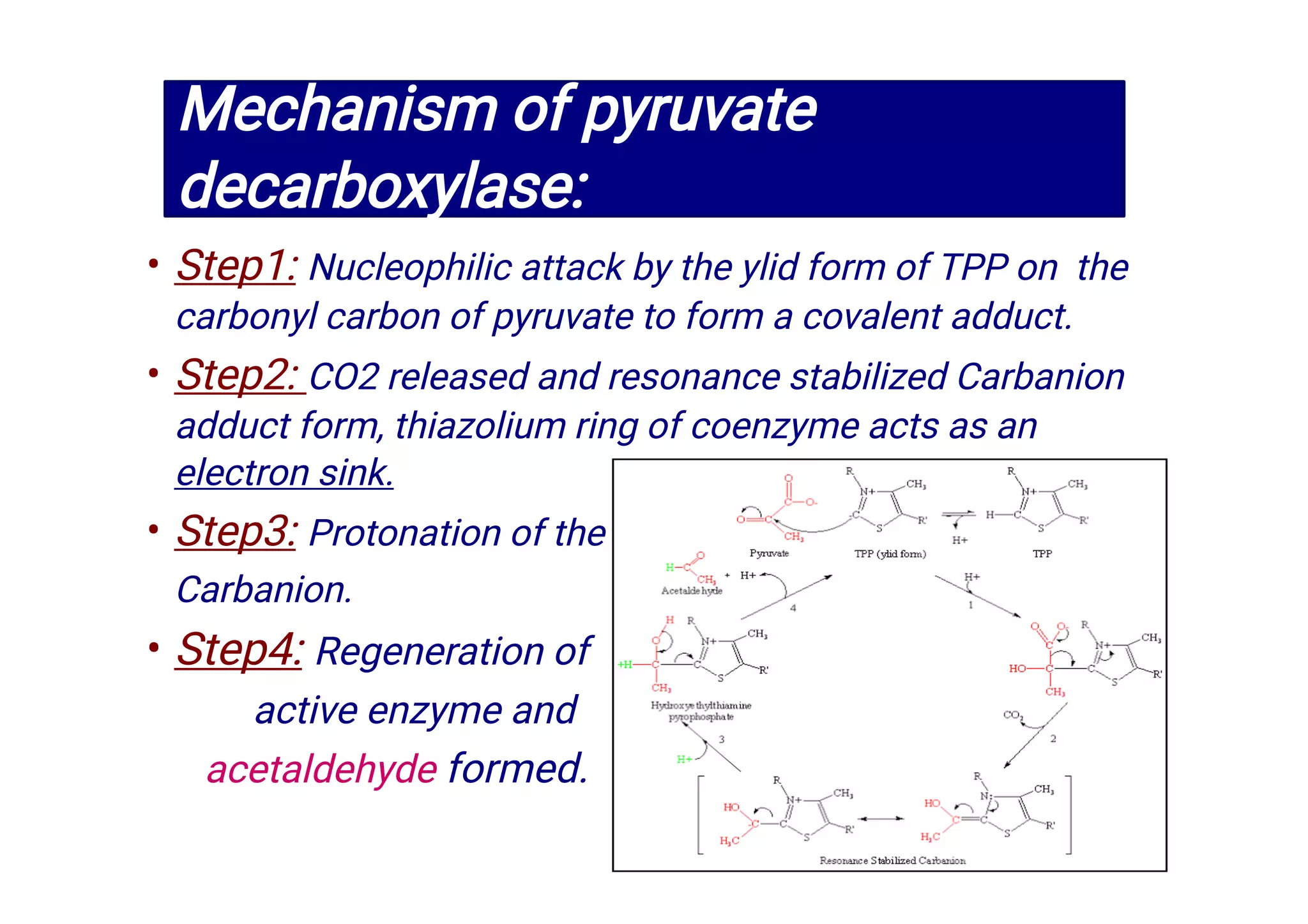 Tpp (coenzyme chemistry) | PDF