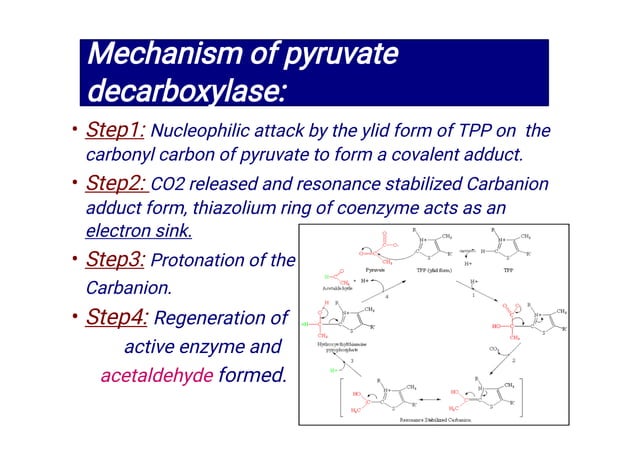 Tpp (coenzyme chemistry) | PDF | Chemistry | Science