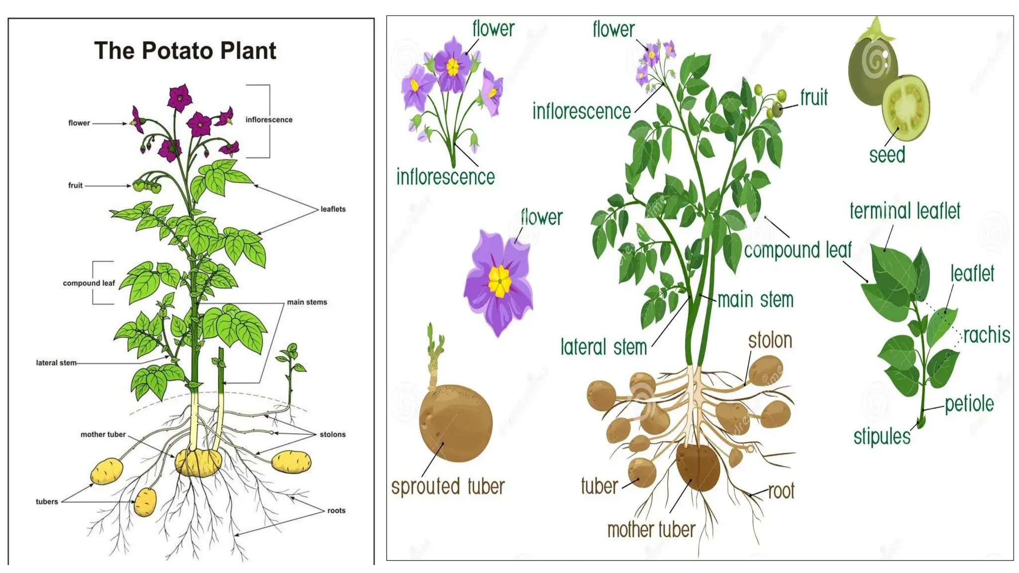True Potato Seed Production Technology: A New Approach to Disease free ...