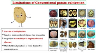 True Potato Seed Production Technology: A New Approach to Disease free ...