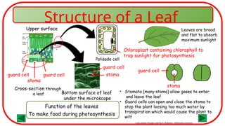 Parts of the Flowering Plant Yr 9 Science.pptx