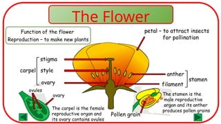 Parts of the Flowering Plant Yr 9 Science.pptx