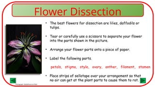 Parts of the Flowering Plant Yr 9 Science.pptx