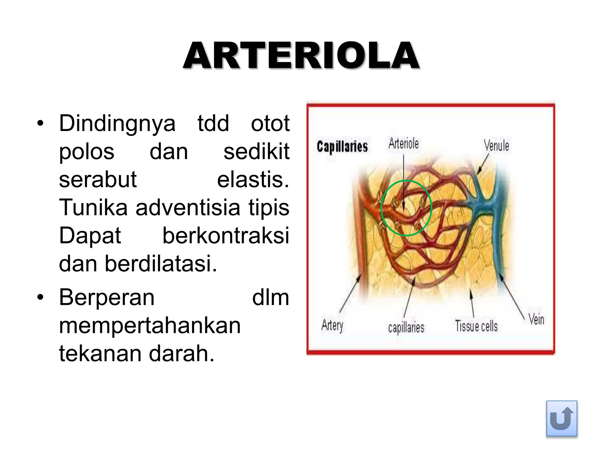 Sistem kardiovaskuler (kharisma) | PPT