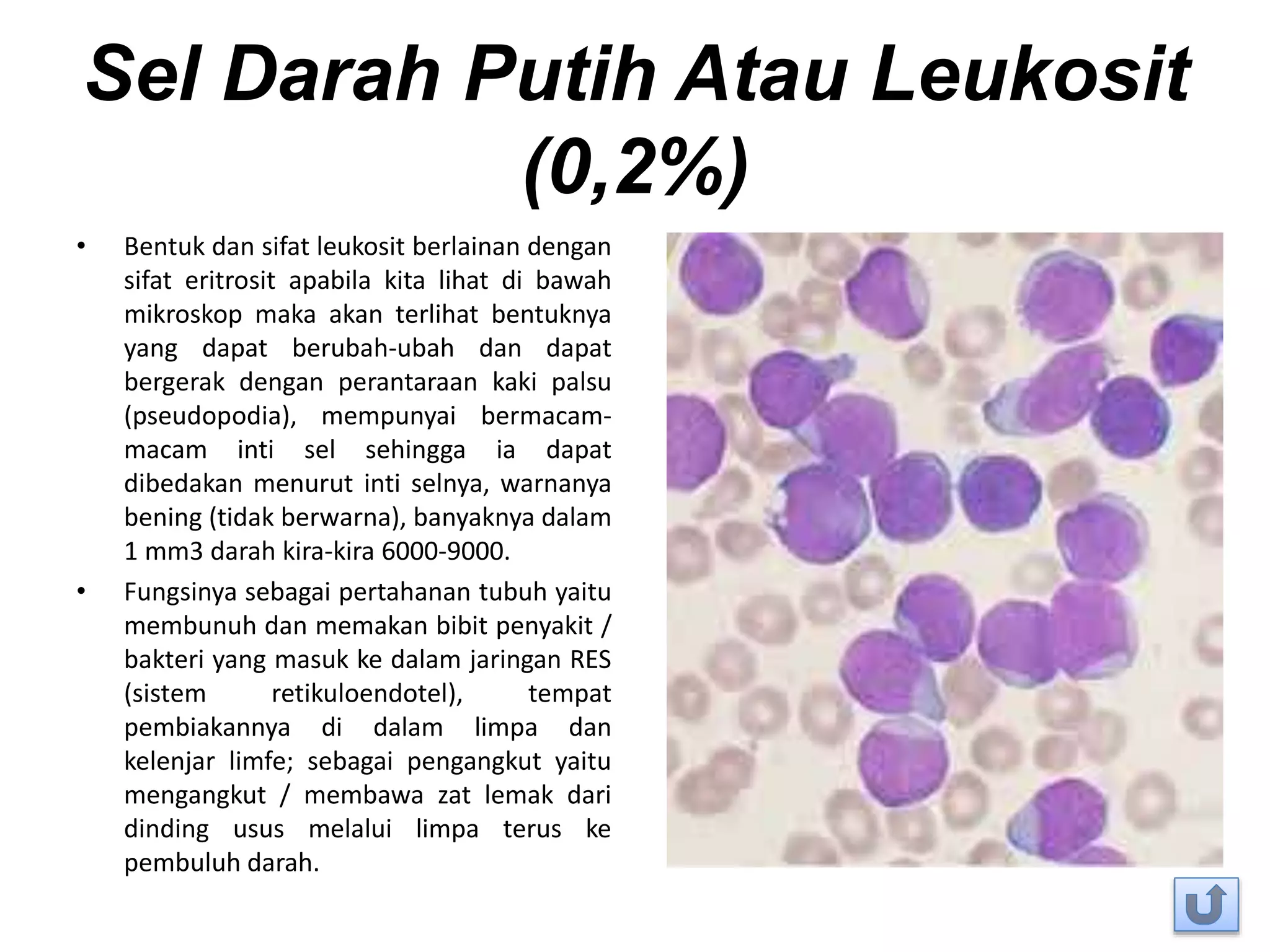 Sistem kardiovaskuler (kharisma) | PPTX