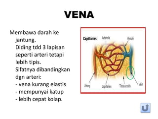 Sistem kardiovaskuler (kharisma) | PPT