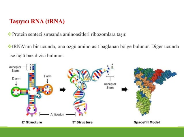 DNA ve RNA’nin Yapisi ve Ozellikleri | PPTX