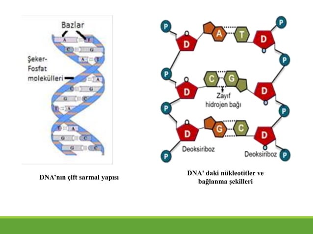 DNA ve RNA’nin Yapisi ve Ozellikleri | PPTX