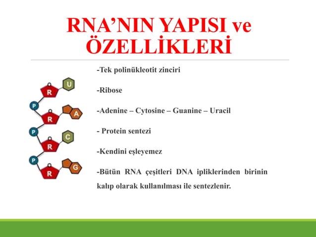 DNA ve RNA’nin Yapisi ve Ozellikleri | PPTX