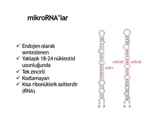 MikroRNA | PPTX