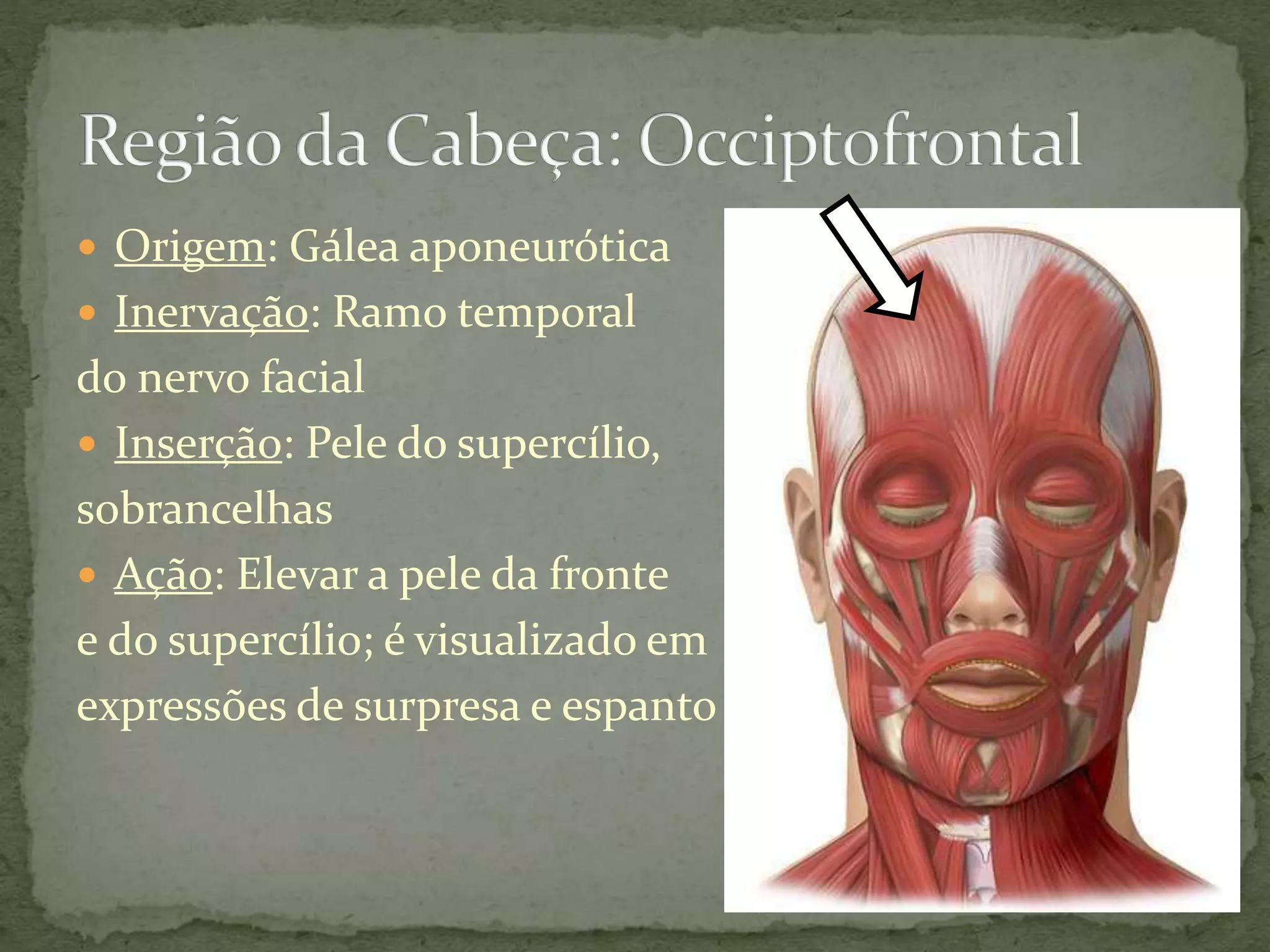 Músculos de Cabeça e Pescoço | PPTX