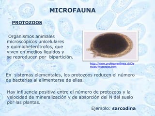 Edafología: Microorganismos del suelo. | PPTX