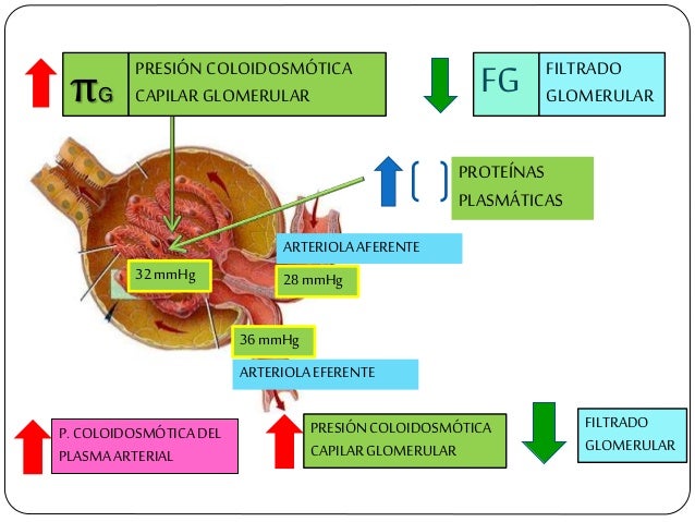 Filtracion Glomerular