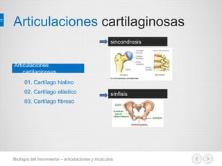 Músculos y Articulaciones | PPTX