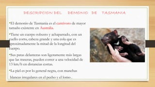 Demonio de Tasmania | PPTX