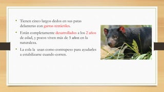 Demonio de Tasmania | PPTX