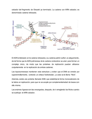 Replicación o duplicación del ADN. | DOCX