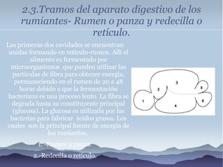 Aparato digestivo de los rumiantes | ODP