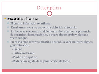 Como la mastitis afecta la calidad de produccion de leche en el ganado ...