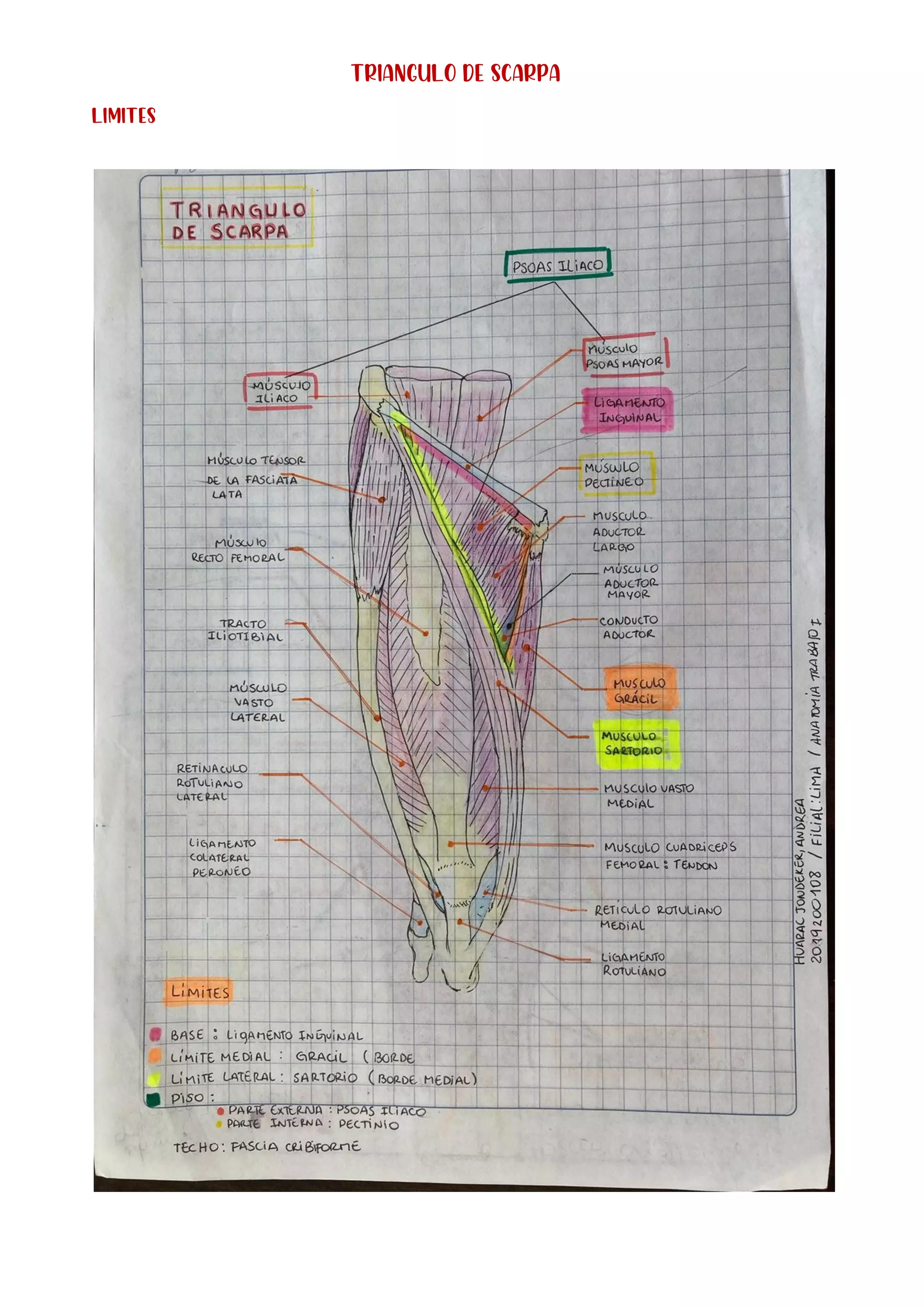 TRIANGULO DE SCARPA Y EL ROMBO POPLITEO | PDF