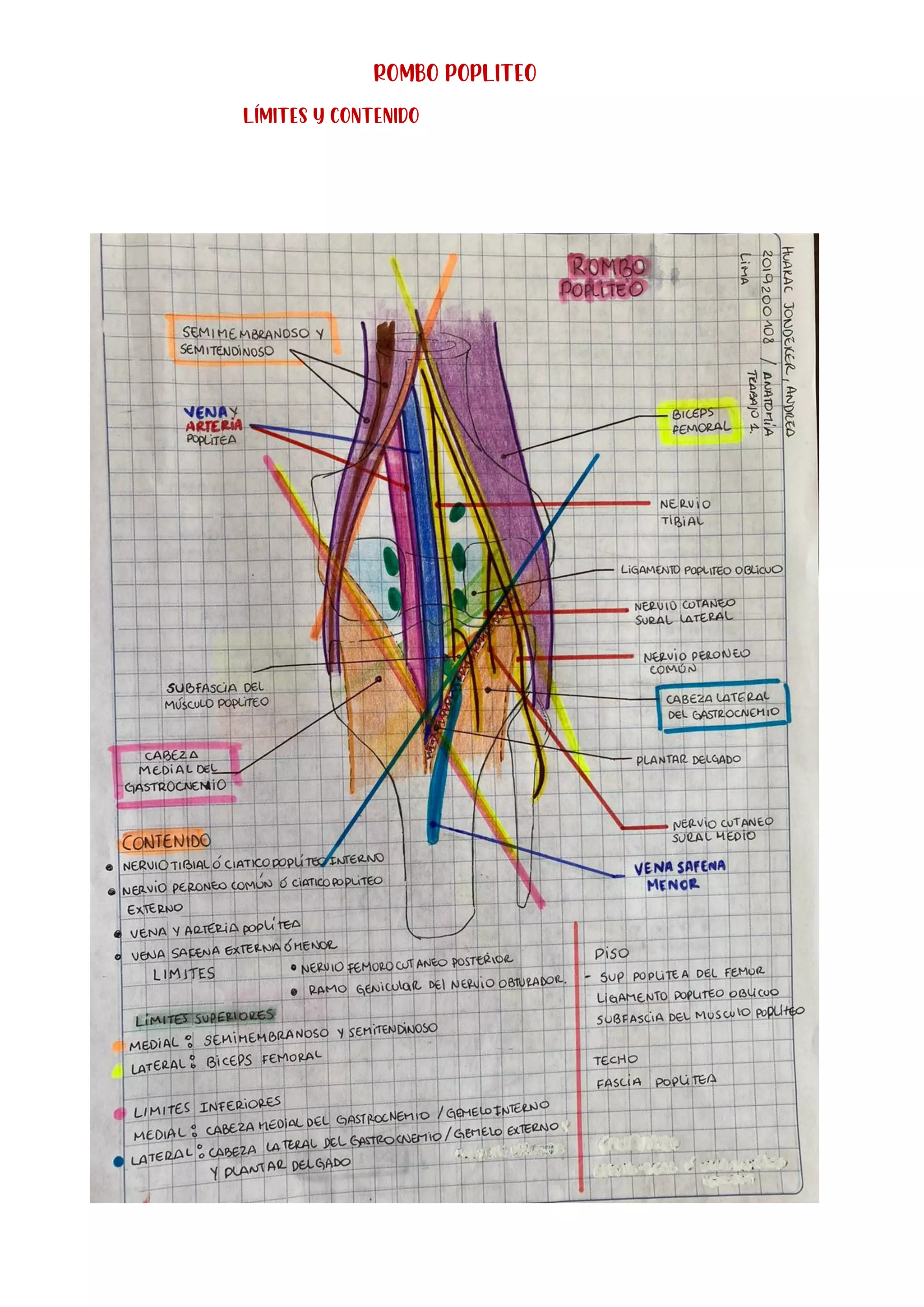 TRIANGULO DE SCARPA Y EL ROMBO POPLITEO | PDF