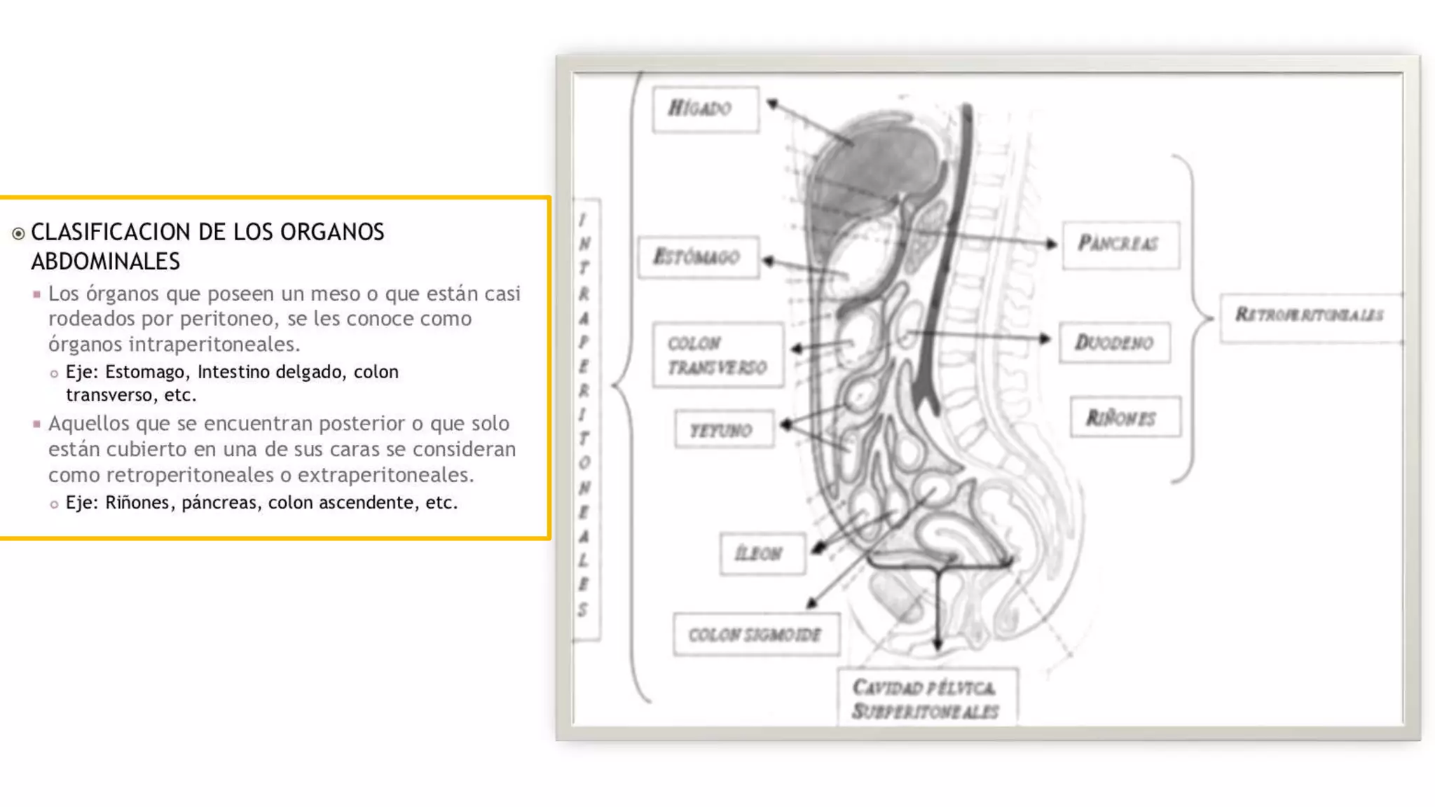 Cavidad Abdominal y Peritoneal. | PPTX