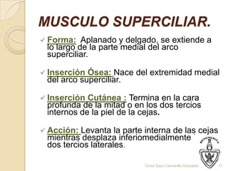 anatomia de sayn | PPTX