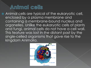 Types of Cells | PPTX | Biological Sciences | Science