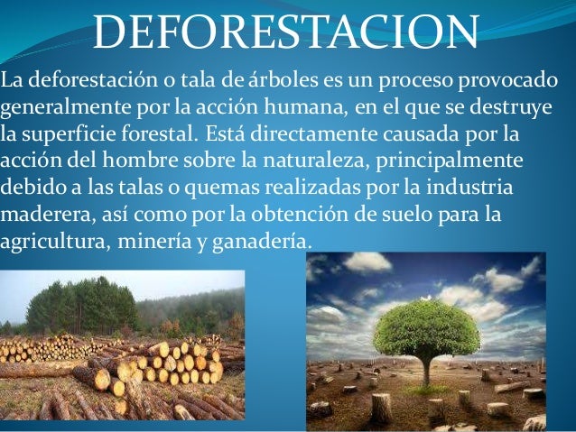 La Deforestacion Y Sus Consecuencias