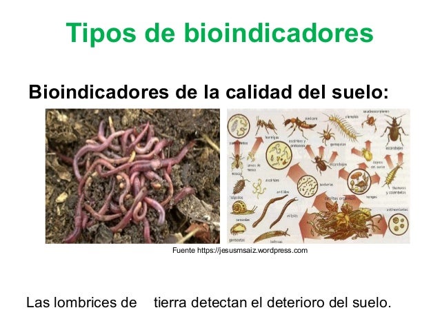 Trabajo colectivo ecologia bioindicadores