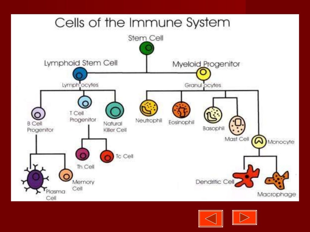Celulas del sistema inmune
