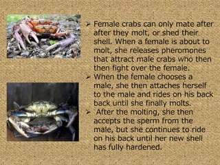 Crabs | PPTX