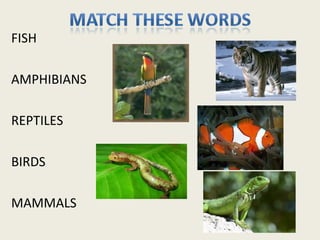 VERTEBRATES AND INVERTEBRATES | ODP