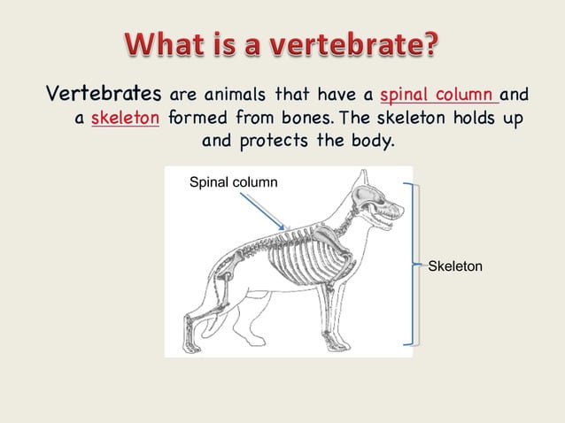 VERTEBRATES AND INVERTEBRATES | ODP