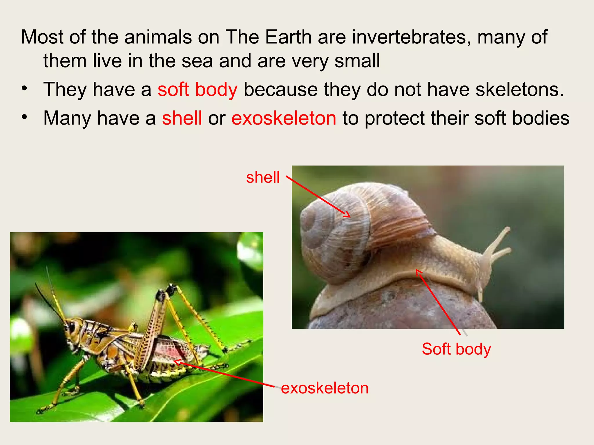 ANIMALS vertebrates and invertebrates | ODP