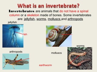 ANIMALS vertebrates and invertebrates | ODP
