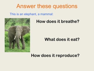 ANIMALS vertebrates and invertebrates | ODP