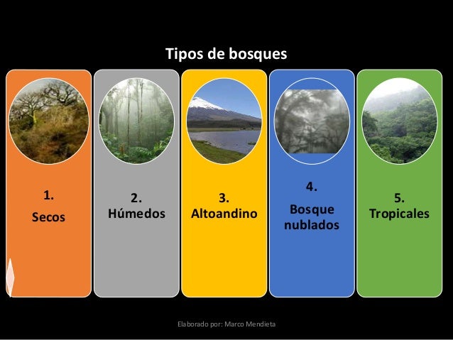 Biodiversidad de bosques en Ecuador