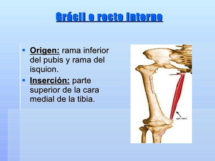 Trabajo de anatomía