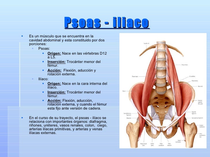 Trabajo de anatomía